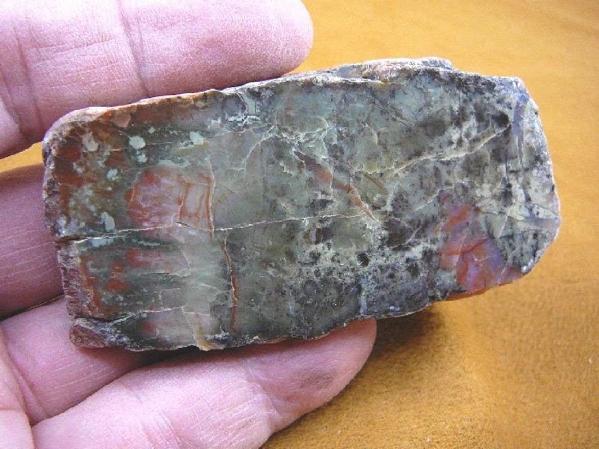 (DF701-20) 4 oz Fossil REAL DINOSAUR POOP Coprolite Dino Utah Jurassic ...