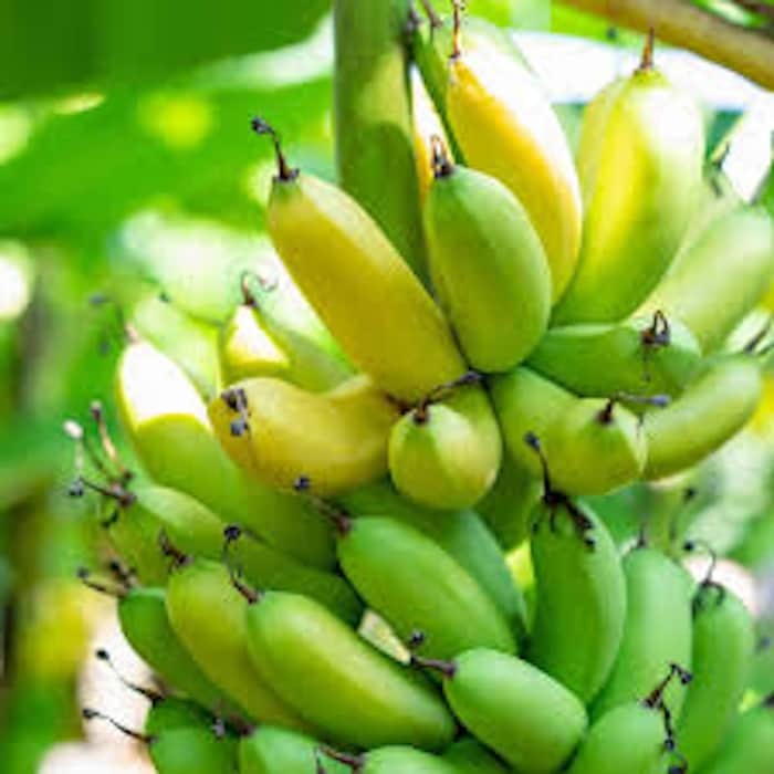 10 Banana Tree Musa Gran Nain Starter Plant Fruit Tree Plant Homestead ...