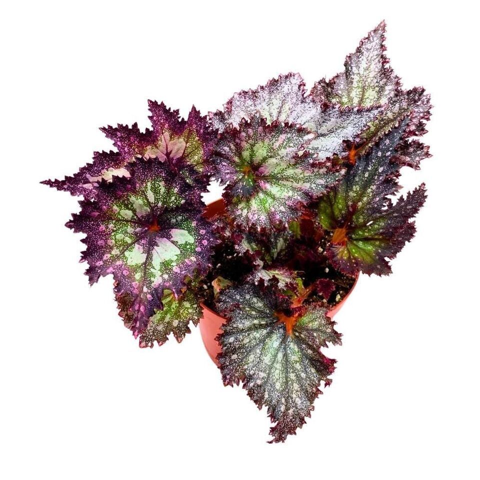 Harmony's Stormy Star Begonia Rex, 6 inch Purple Band with White Silver ...