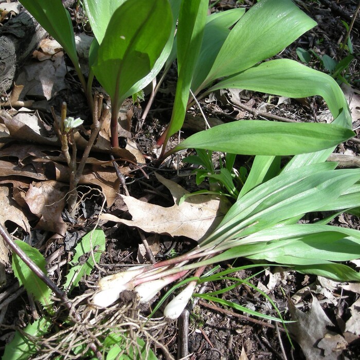 5 Wild Ramps Bulbs Only Bare Roots Wild Leeks Allium Tricoccum Plant ...