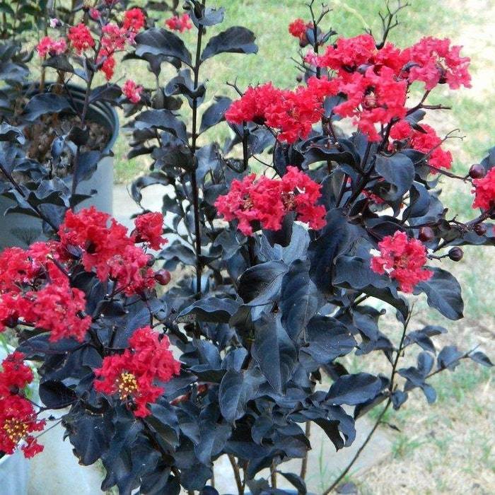 Ruby Thunderstruck Crepe Crape Myrtle Starter Lagerstroemia Well Rooted ...
