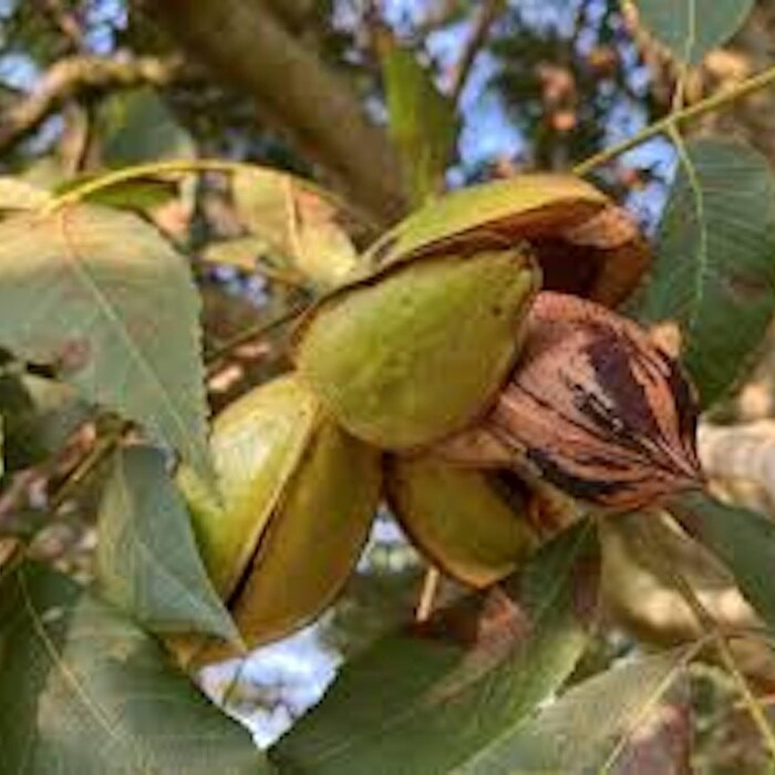 1 Pecan Tree 12-24In Tall Carya Illinoinensis Hardy Pecan Bare Root ...