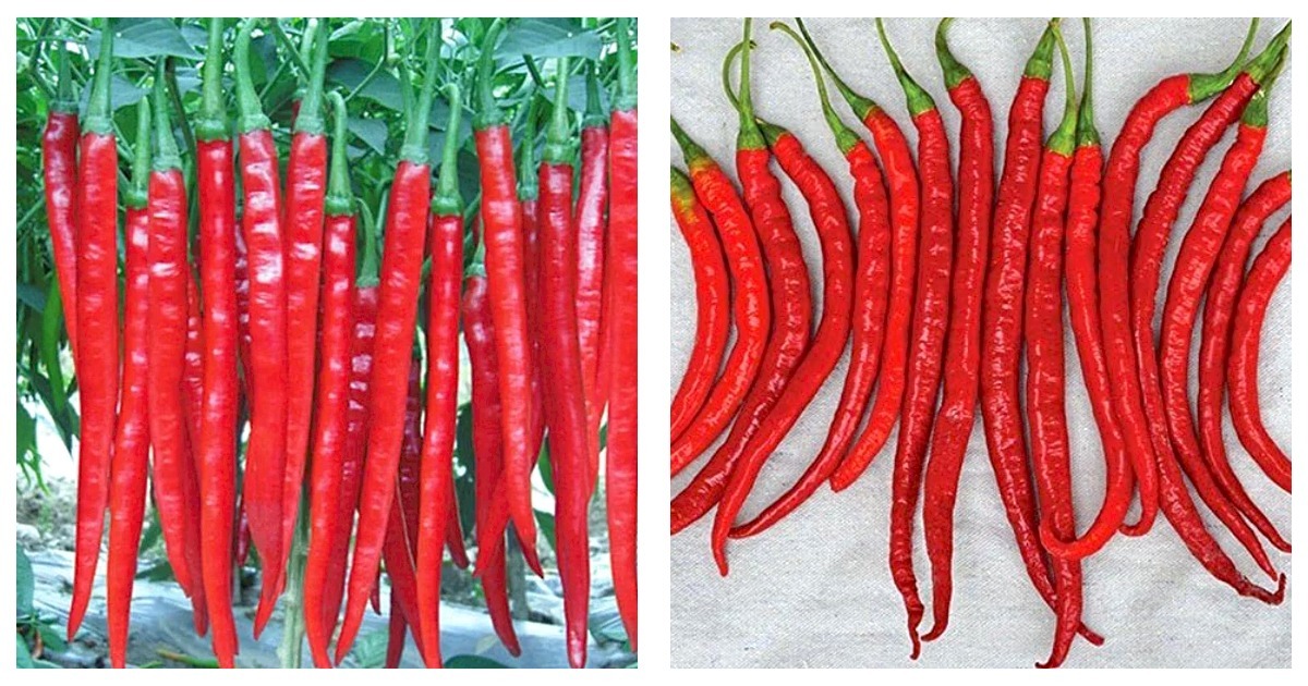 50 Seeds Longest chili pepperJoe's Long Pepper Garden - Seeds & Bulbs
