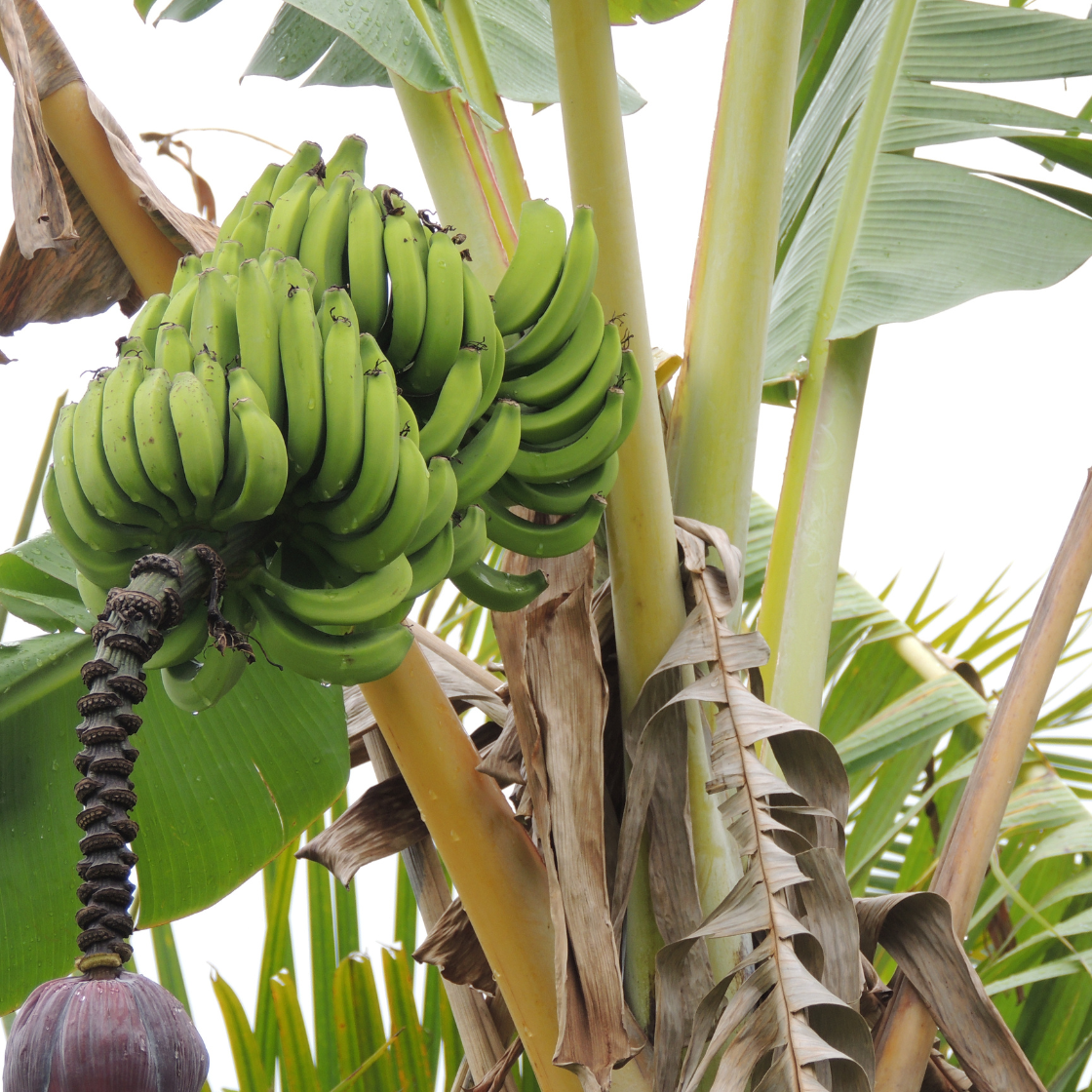 Edible Banana Tree ‘Dwarf Lady Finger’ (Musa acuminata) - 100 Seeds ...