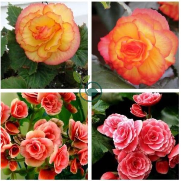 200 Seeds Colorful Begonia Bonsai, Mixed Color Rieger Begonias Flower ...