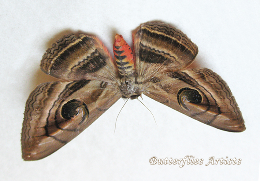 Spirama Helicina Real Owlet Moth Framed Entomology Collectible ...