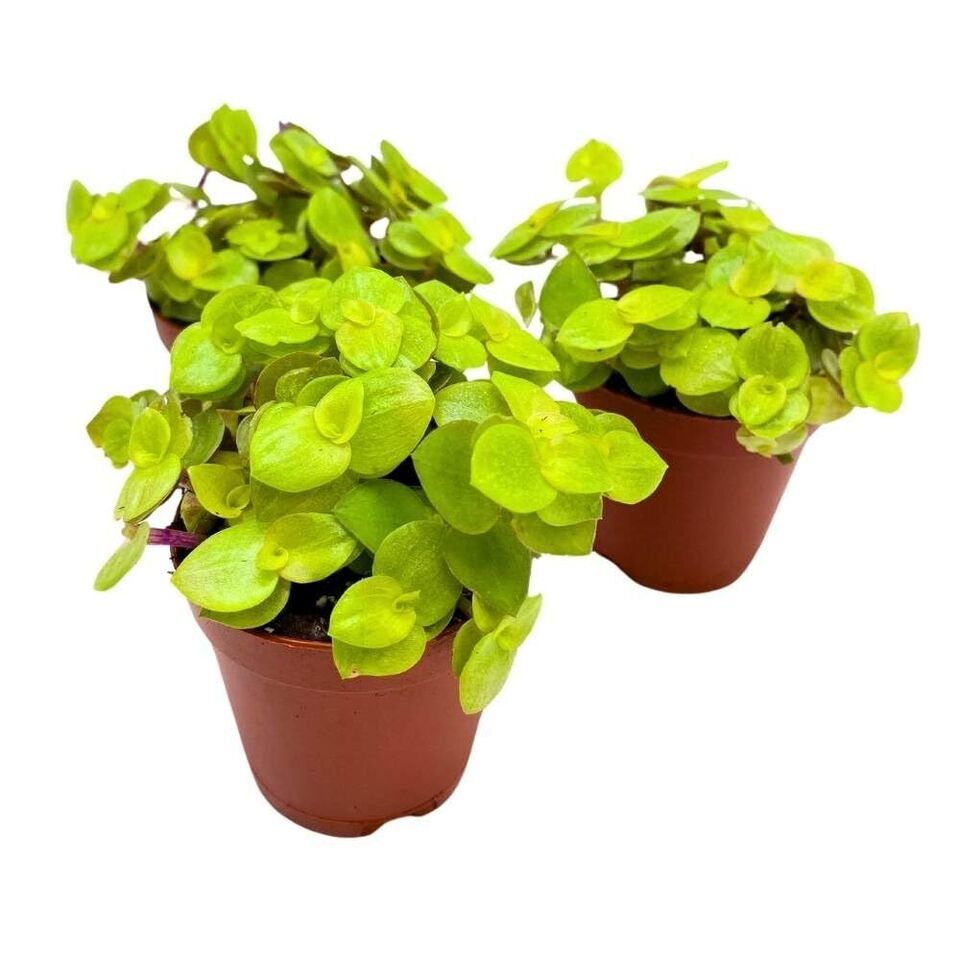 Callisia repens Gold 2 inch Set of 3 Miniature Wandering Dude Golden ...
