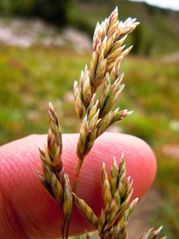 SRN 500 Muttongrass Poa Fendleriana Eragrostis Mutton Grass Seeds ...
