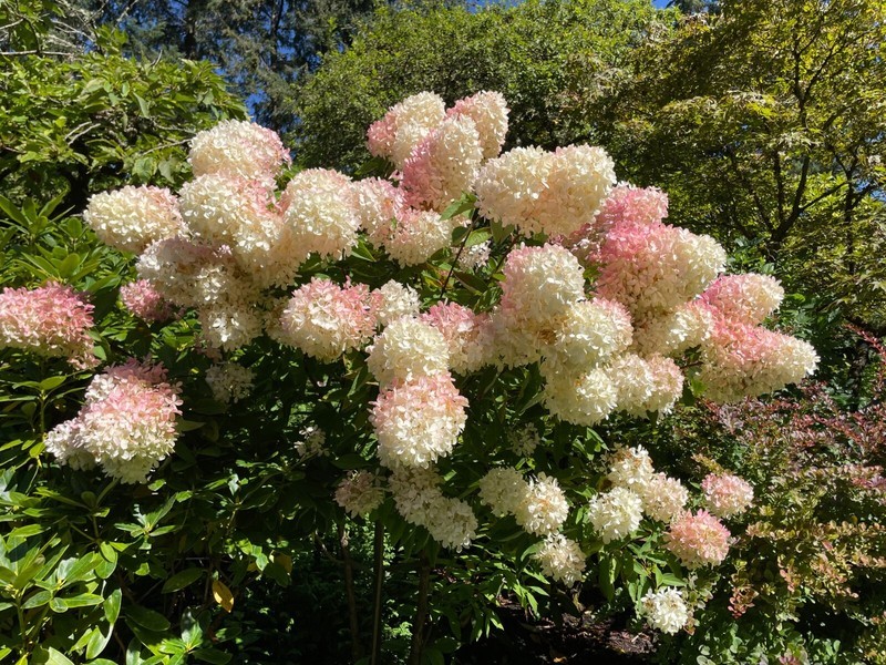 FMG Hydrangea Paniculata Grandiflora Pee Gee Hydrangea 100 Seeds Fast ...