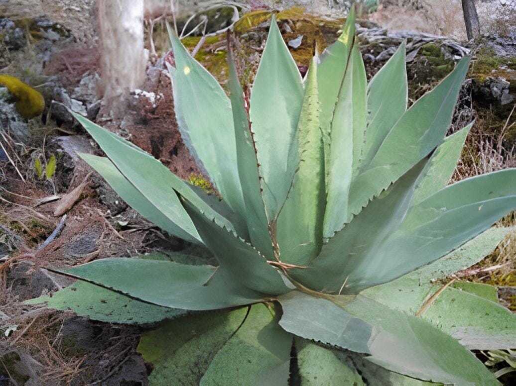 20 Seeds Agave obscura 'Xalapa' Succulents Garden Plants - Seeds & Bulbs