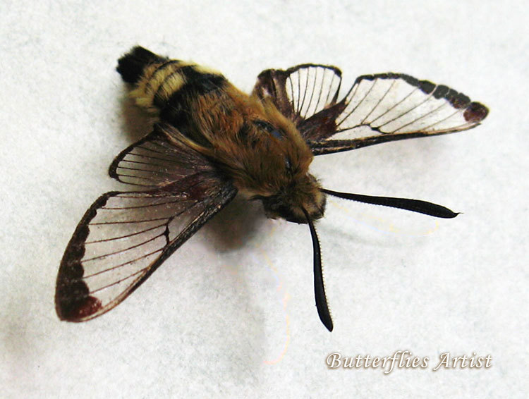 Bumblebee Hawkmoth Hemaris Diffinis Real Clearwing Moth Entomology Shadowbox - Butterflies & Moths