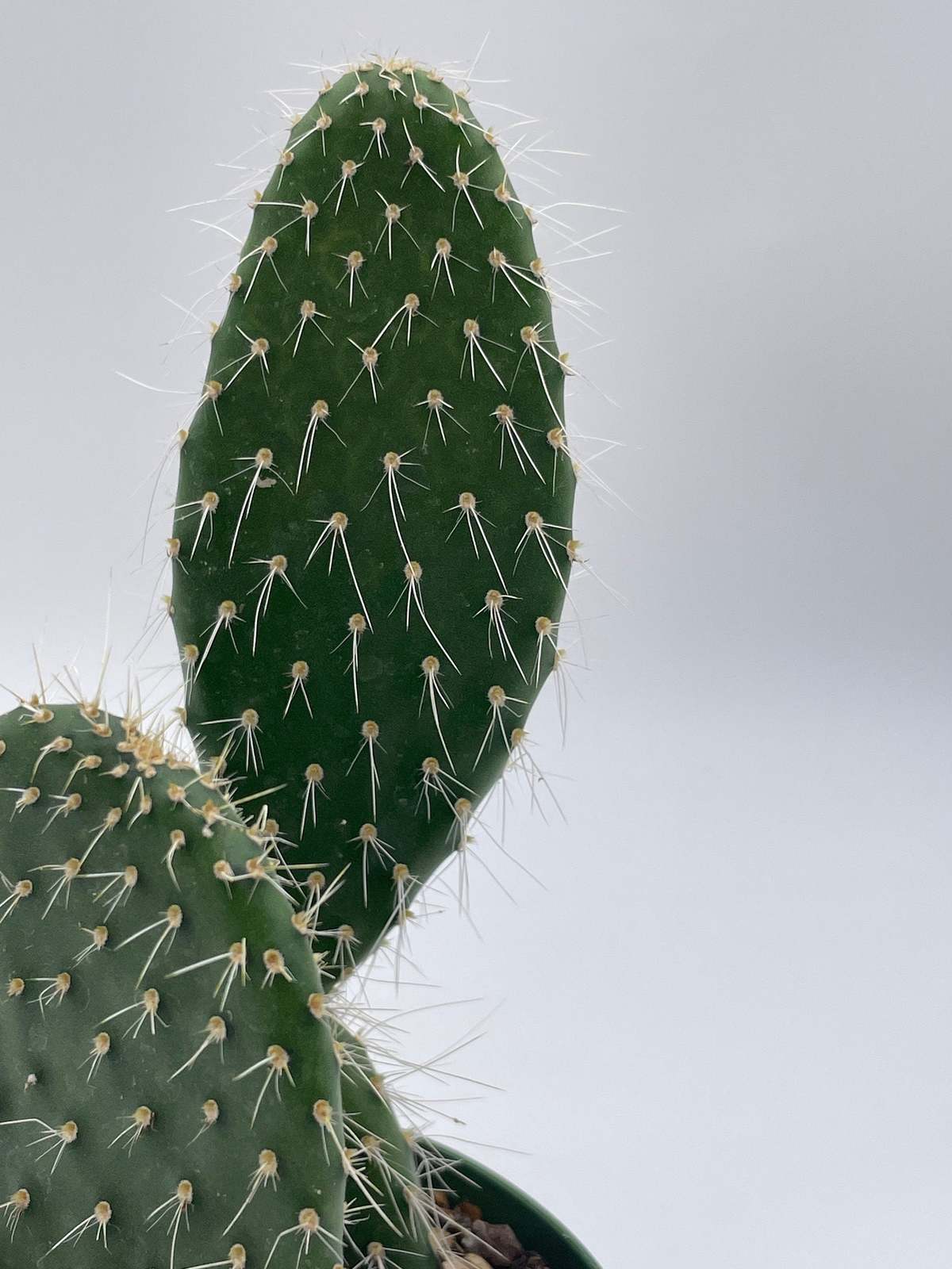 Aaron's-beard prickley pear, Opuntia leucotricha, Rare Cactus, 4 inch ...