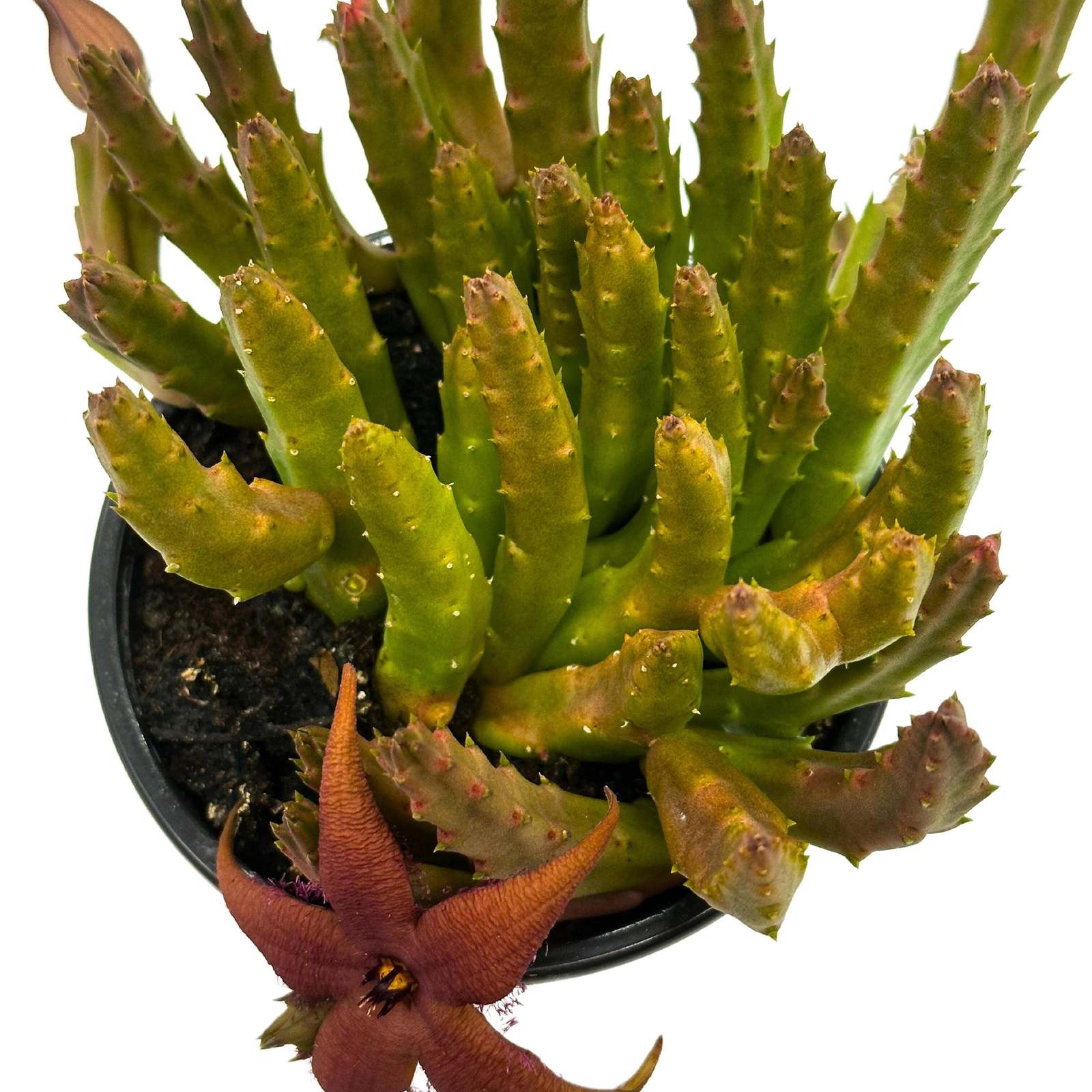 Stapelia Schinzii, 4 inch Rare Huernia, Stapeliad Orbea Unique ...