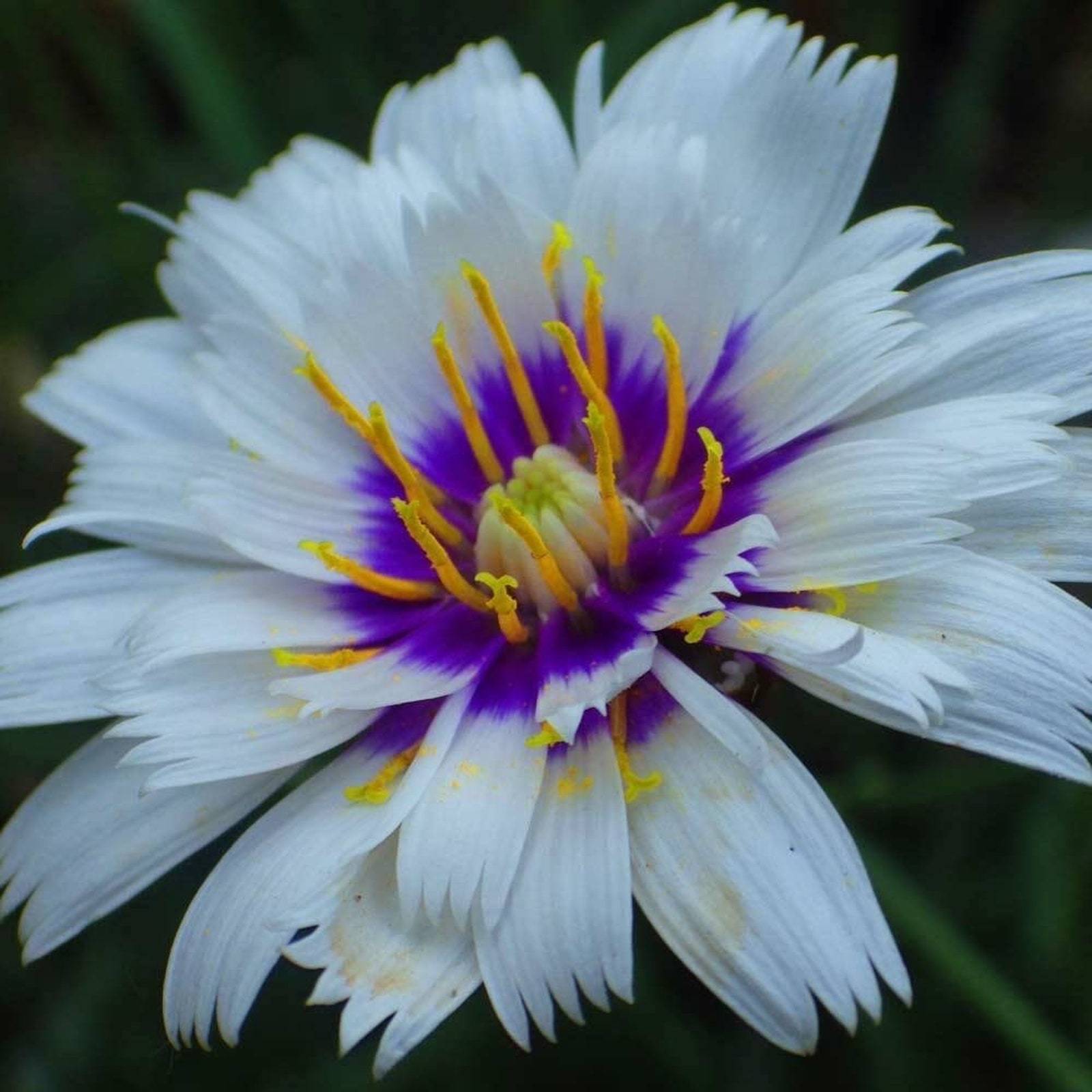 New White Cupids Dart Love Potion Plant Seeds Catananche Alba White ...