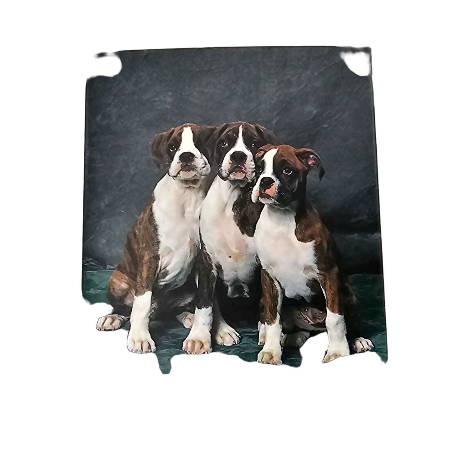 Boxers Miniature Book by Julie Mars Andrews & McMeel Gift Book - Books