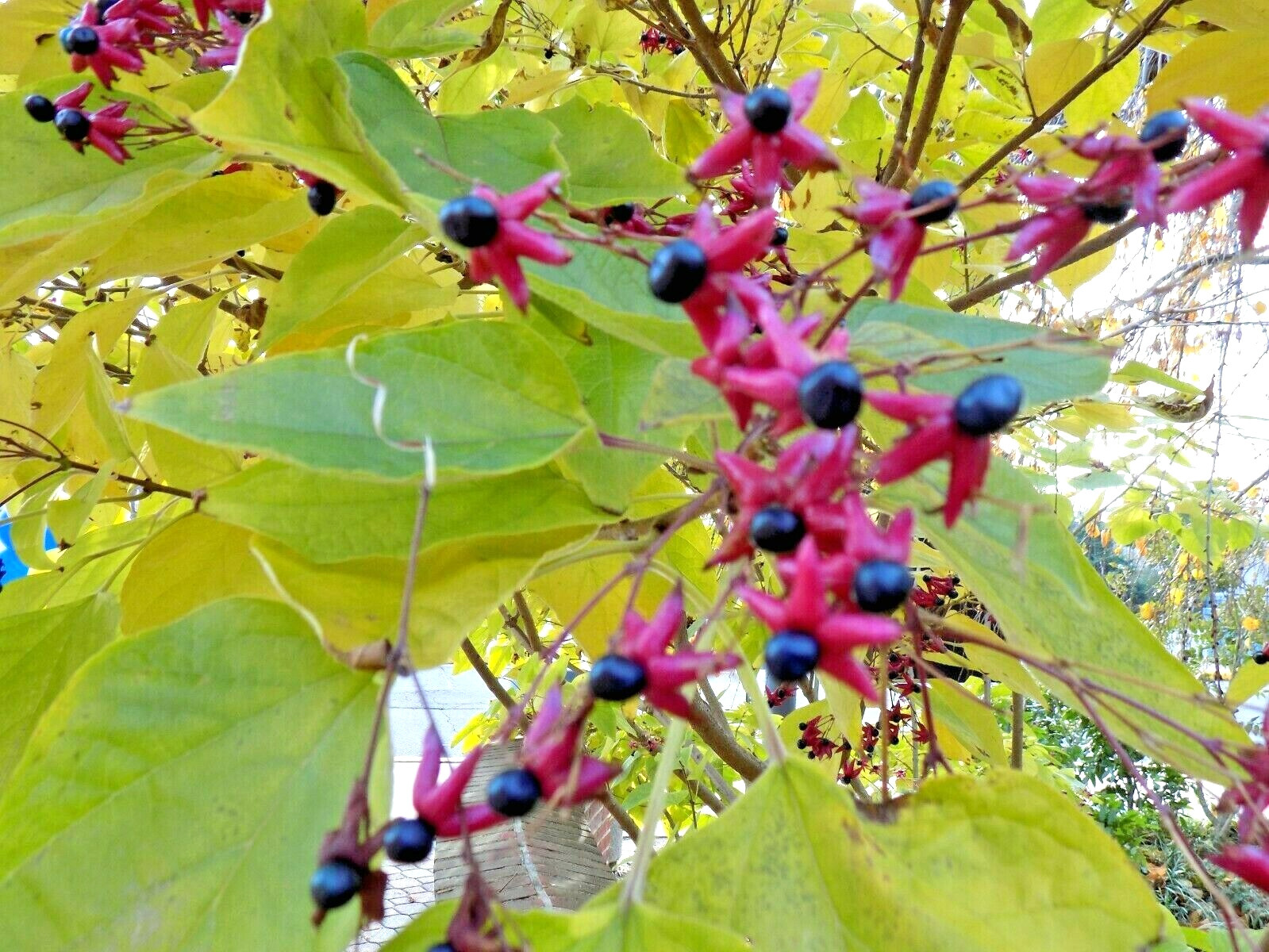 15 Betty Stiles Harlequin Glorybower Seeds Clerodendrum Trichotomum ...