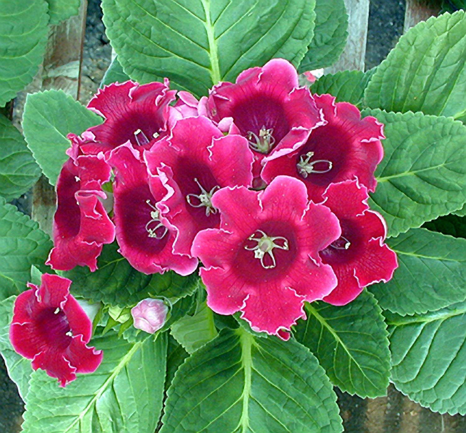 200 Seeds New 9 Colors Gloxinia Sinningia Gloxinia Flower Seeds - Seeds ...