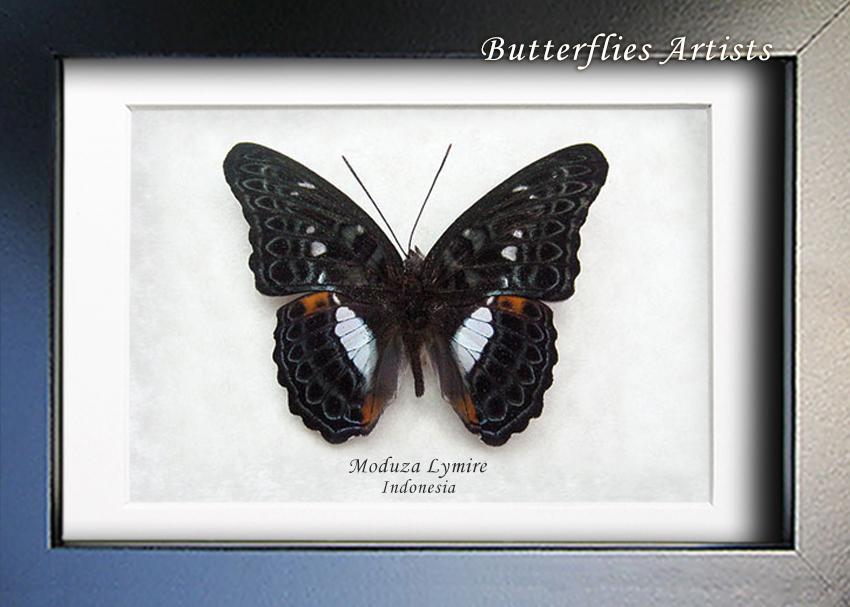 Moduza Lymire Commander Real Butterfly and similar items