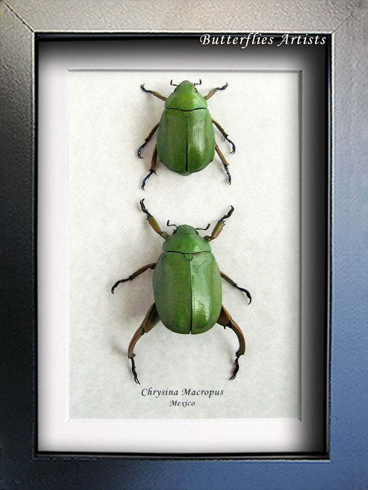 Frog Legs Scarabs Beetles Chrysina Macropus PAIR Entomology Collectible ...