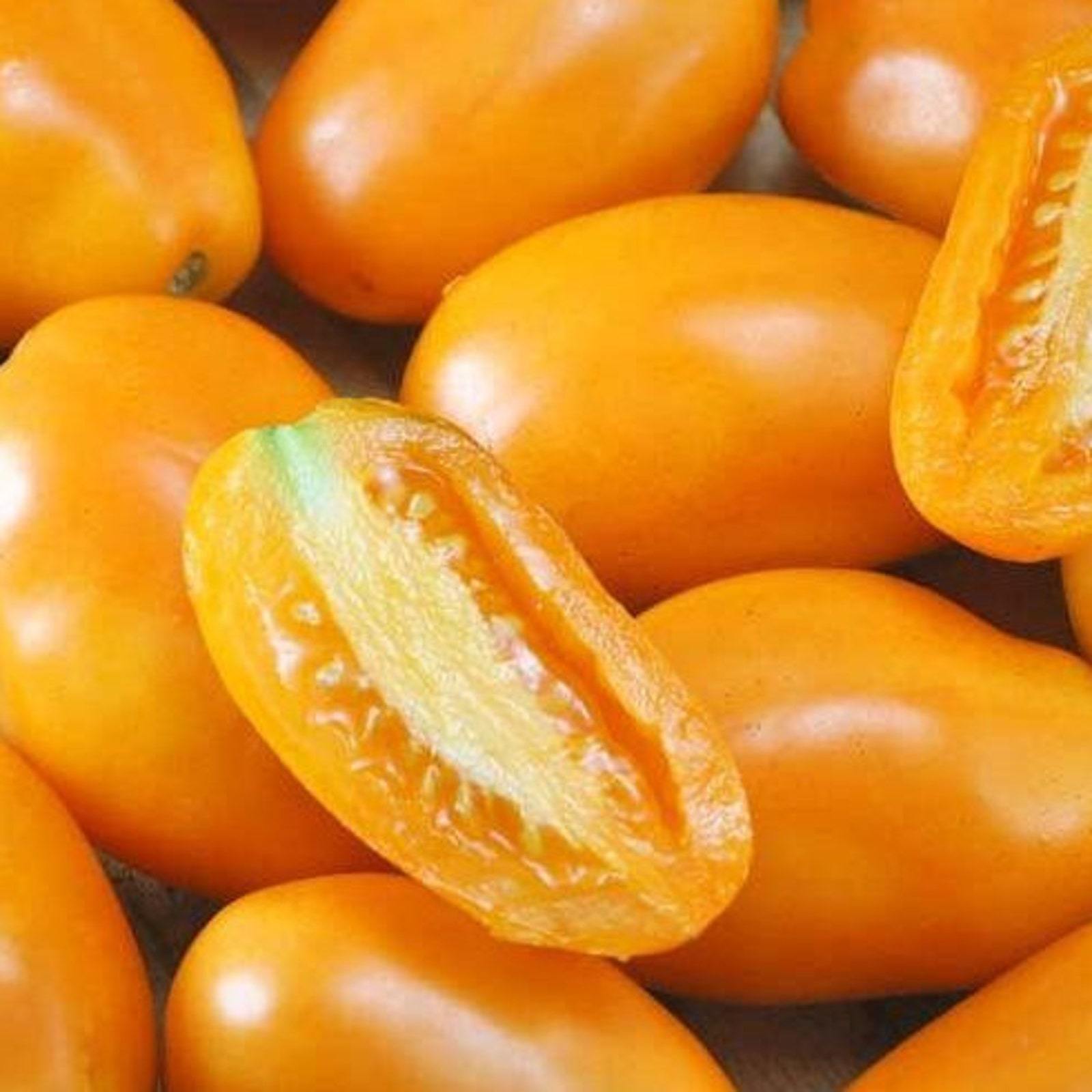 Ficus Religiosa Sacred Fig Bodhi Tree Pippala Peepul Peepal 100 Seeds ...