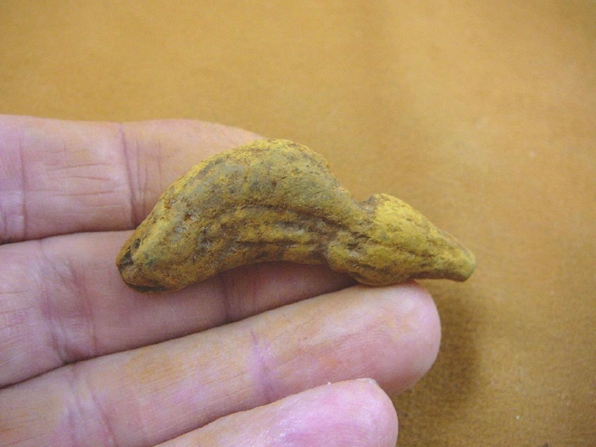 (PP463-50) 1-7/8" Genuine Fossil TURTLE POOP Coprolite WA state DUNG ...