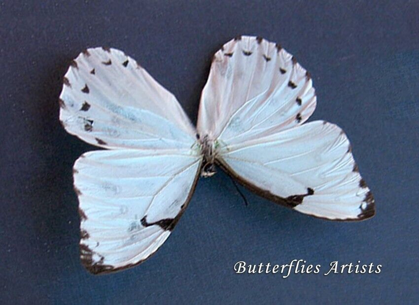 Mint Morpho Polyphemus Luna Butterfly Framed Entomology Collectible ...