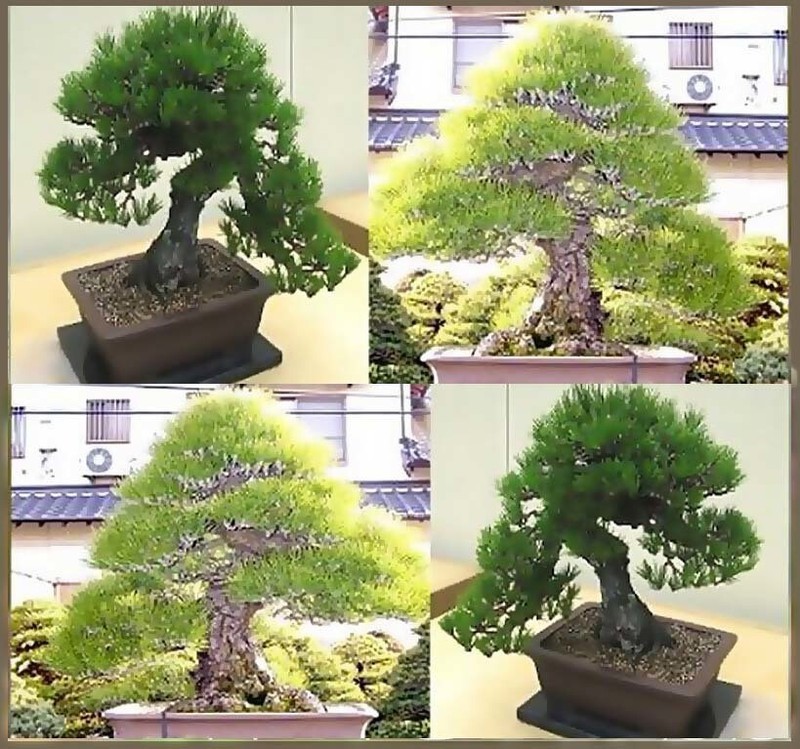 PSA Pinus Thunbergii Japanese Black Pine Tree Seeds Attractive For ...