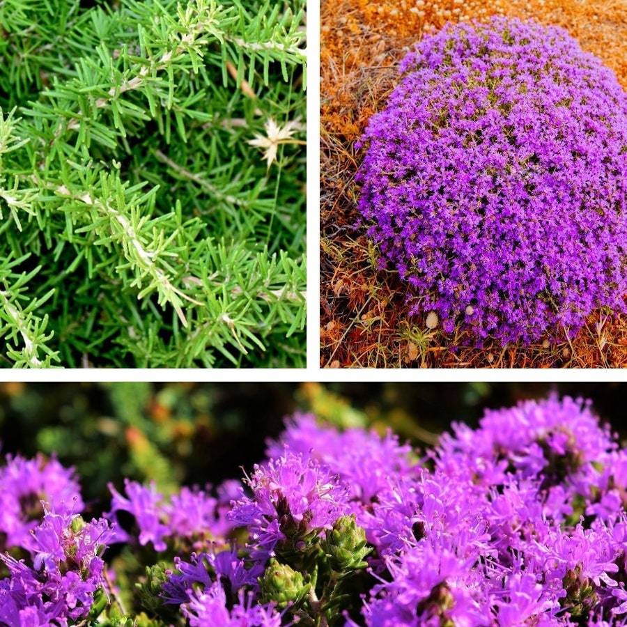 40 Conehead Thyme Thymus Capitatus Syn Thymbra Capitata Mediterranean ...