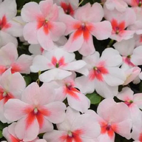 50 Mpatiens Seeds Super Elfin Xp Cherry Splash Flower Seeds Mpatiens ...