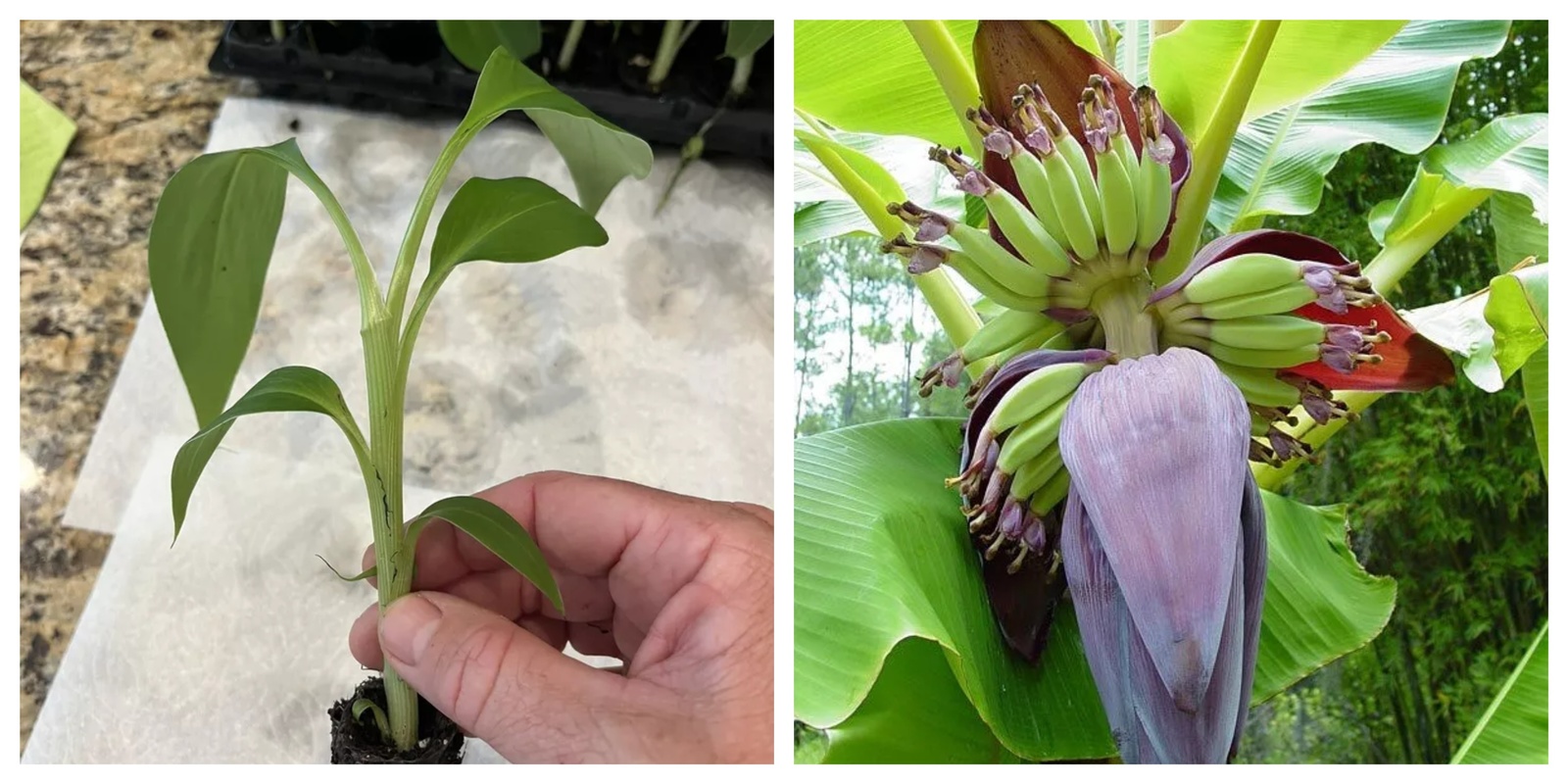 Dwarf Puerto Rican Plantain - Live Plant - and 32 similar items