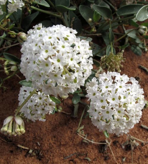 Abronia Fragrans Or Snowball Sand Verbenais 10 Heirloom Seeds - Seeds ...