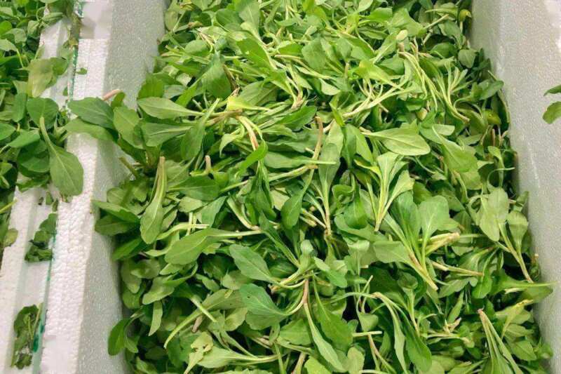 100 Kalimeris Indica Seed Aster Indicus Vegetable Seed 马兰头菜 - Seeds & Bulbs