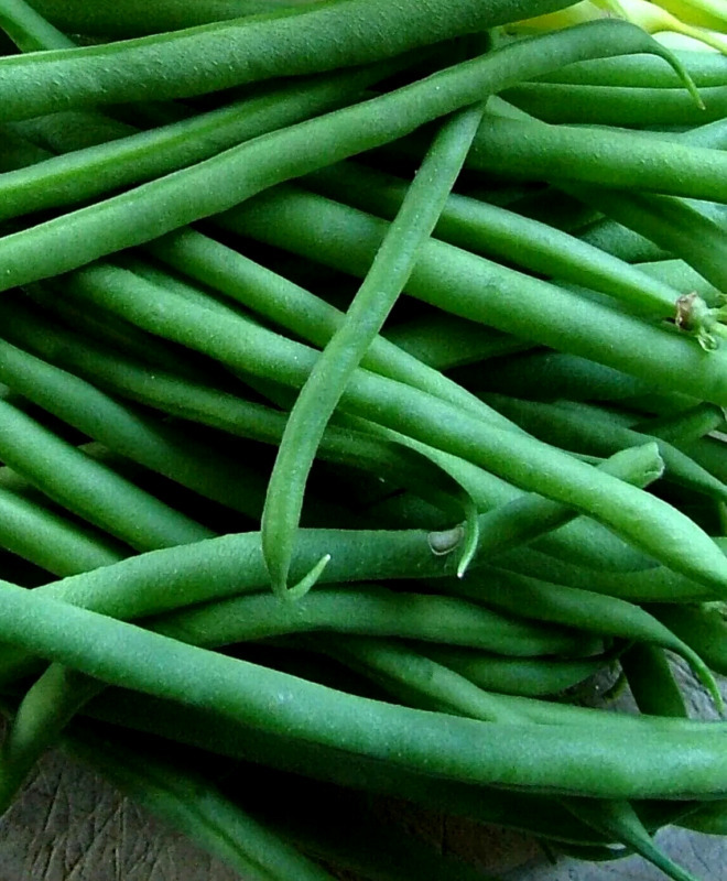 MBK 150 Blue Lake Bh Green Bean Seeds Heirloom Non Gmo Fast Growing ...