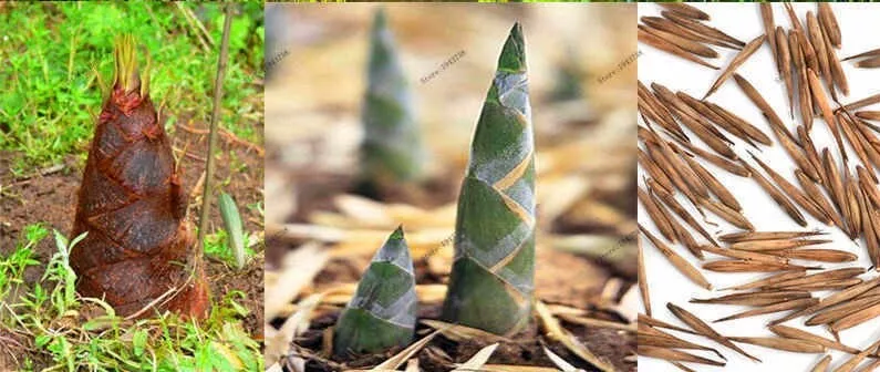 50 Giant Moso Bamboo Fresh seed Perennial evergreen Grows Edible Bamboo ...