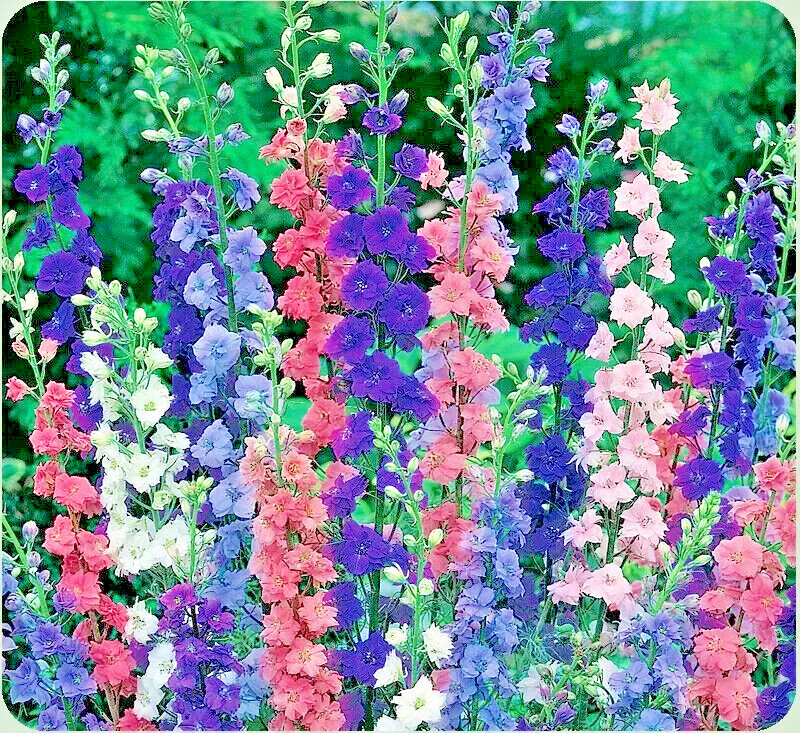 HT Rocket Larkspur Seeds 200 Delphinium Ajacis Annual S&H Hummingbirds ...