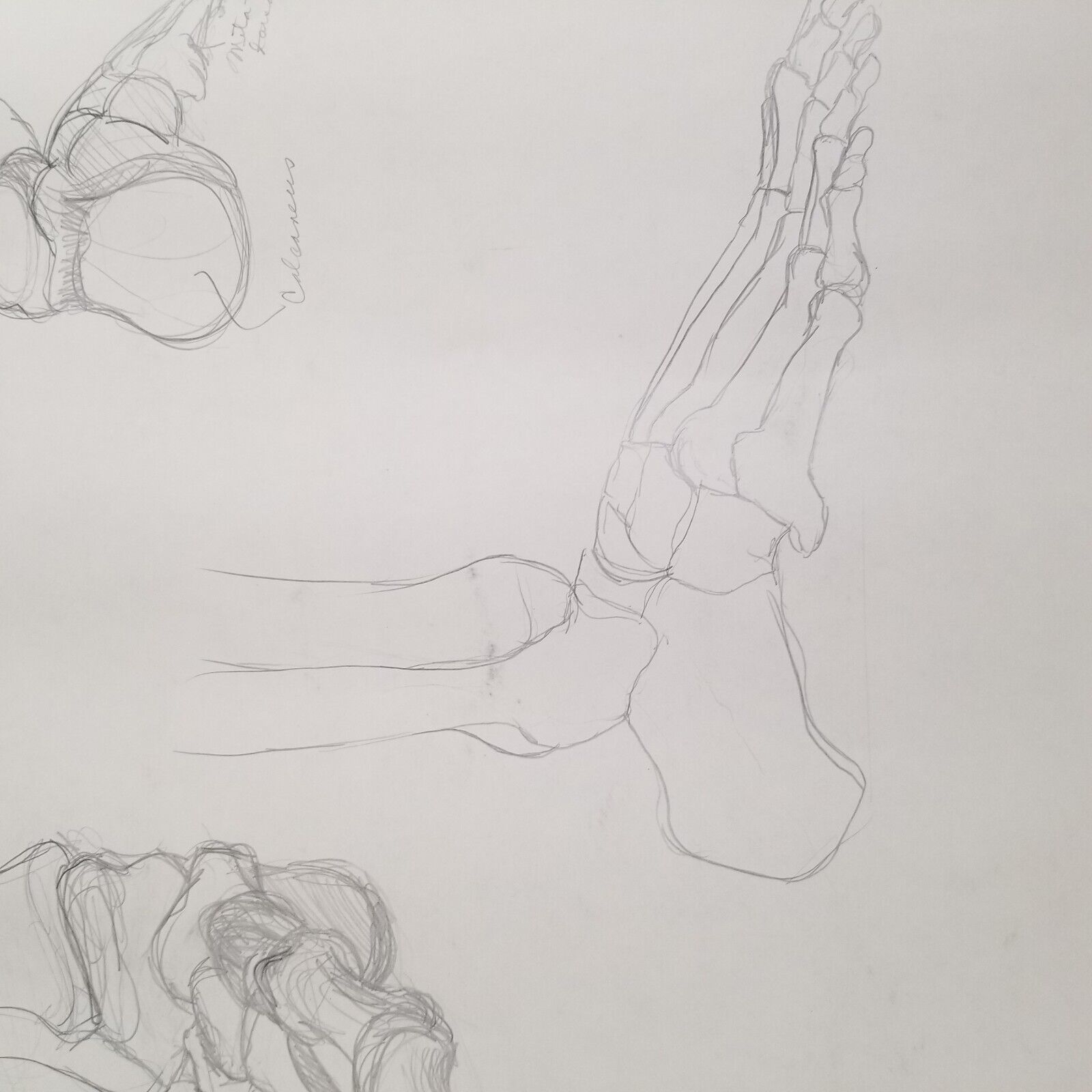 1960s Art Feet Drawing SketchSigned Skeleton Bones Foot Anatomy ...