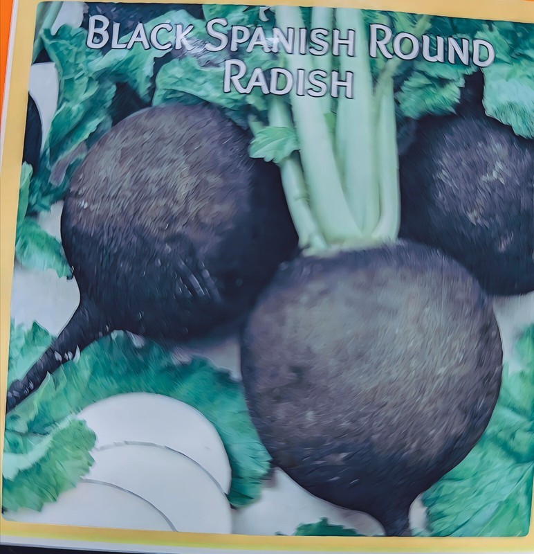 KKG 100 Black Spanish Round Radish Seeds Non-Gmo Heirloom Easy Grow ...