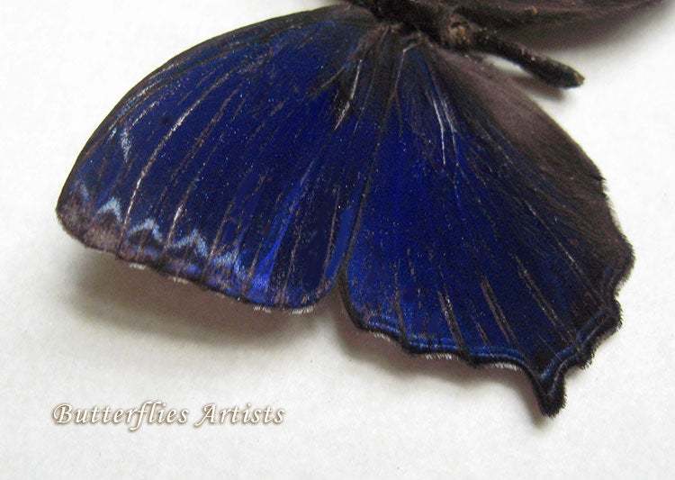 Real Butterfly Ptychandra Leucogyne RARE Framed Entomology Collectible ...