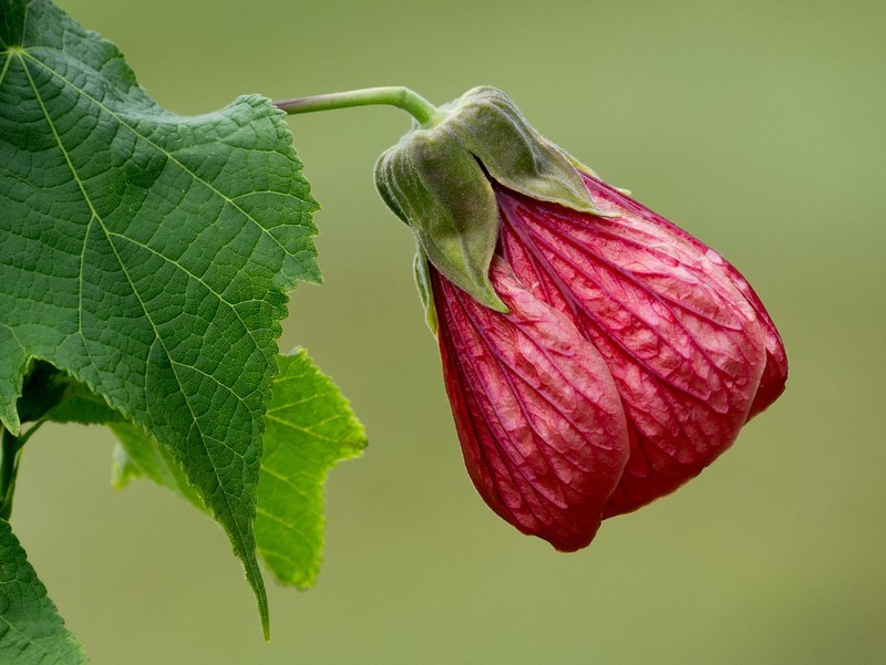 KKG Abutilon Pictum Red Flowering Maple Seeds Fresh Garden - Seeds & Bulbs