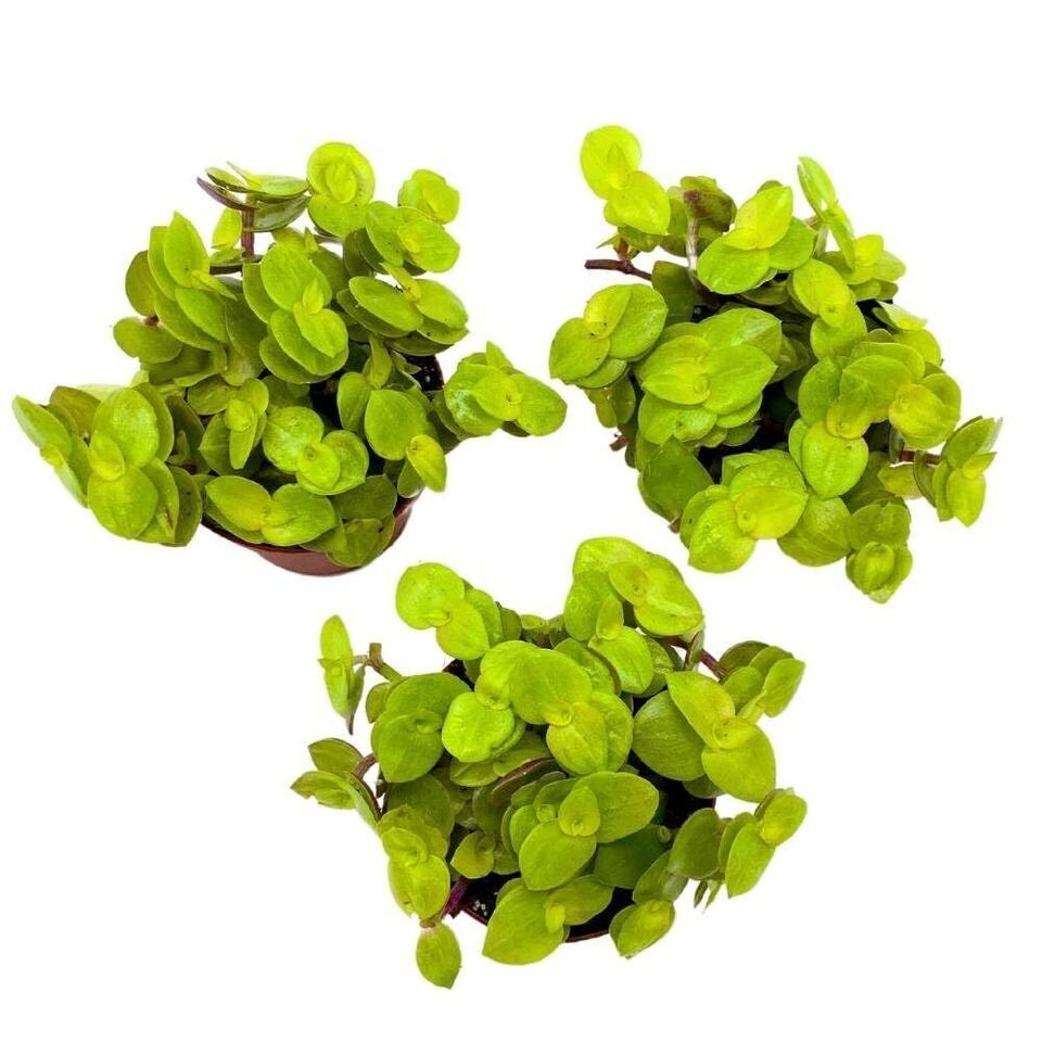 Callisia repens Gold 2 inch Set of 3 Miniature Wandering Dude Golden ...