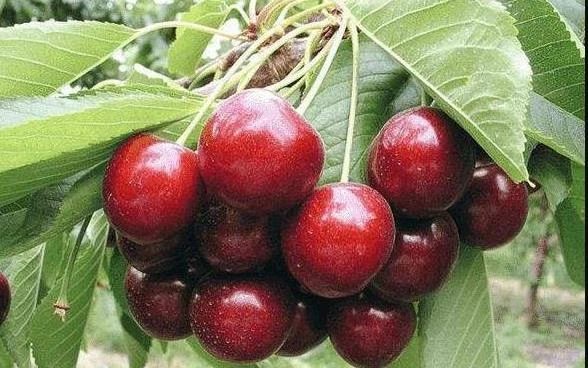 24 Mazzard Cherry Tree Seeds | Lgt. Pink Ornamental Flower - Sweet ...