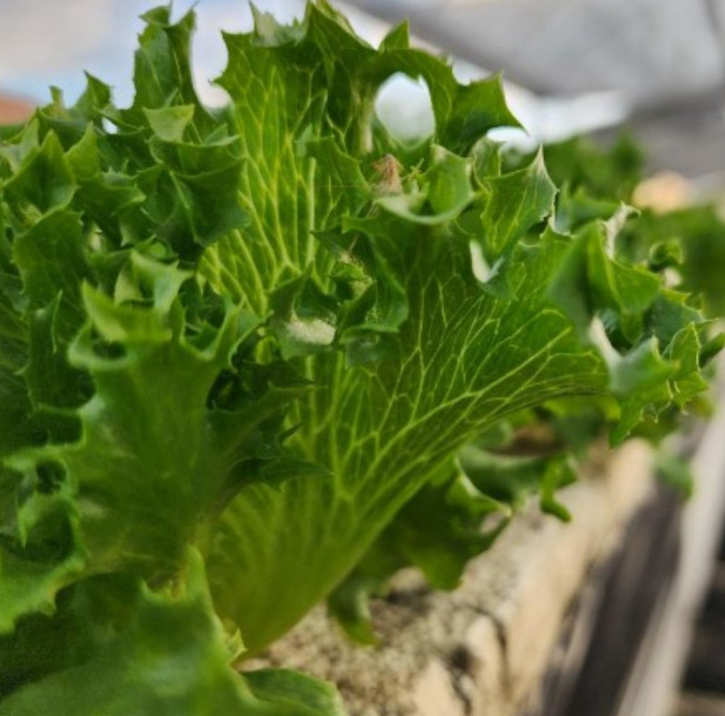SMX 2000 Tango Lettuce Seeds Frilliest Loose Leaf Heirloom 2000 Seeds ...