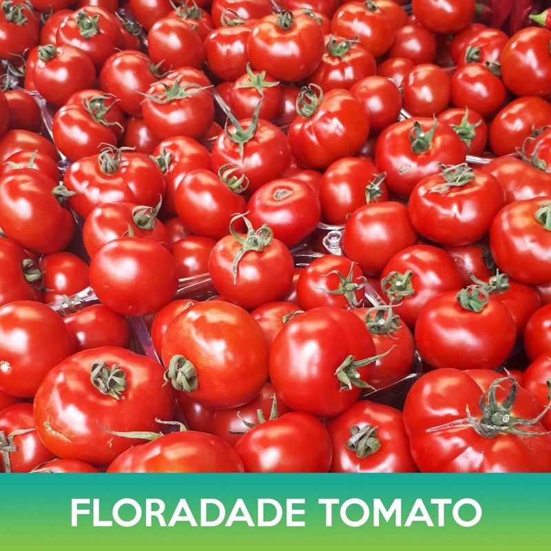 FMG Floradade Tomato Seed Fast Growing - Seeds & Bulbs