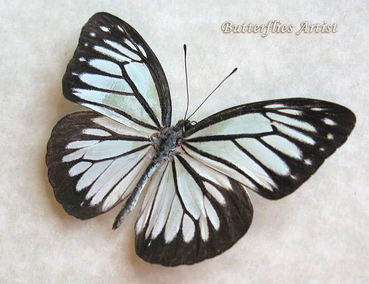 Powder Blue Wanderer Pareronia Boebera Real Butterfly Framed Entomology ...