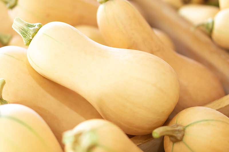 LD 25 Butternut Squash Seeds Fast Growing - Seeds & Bulbs
