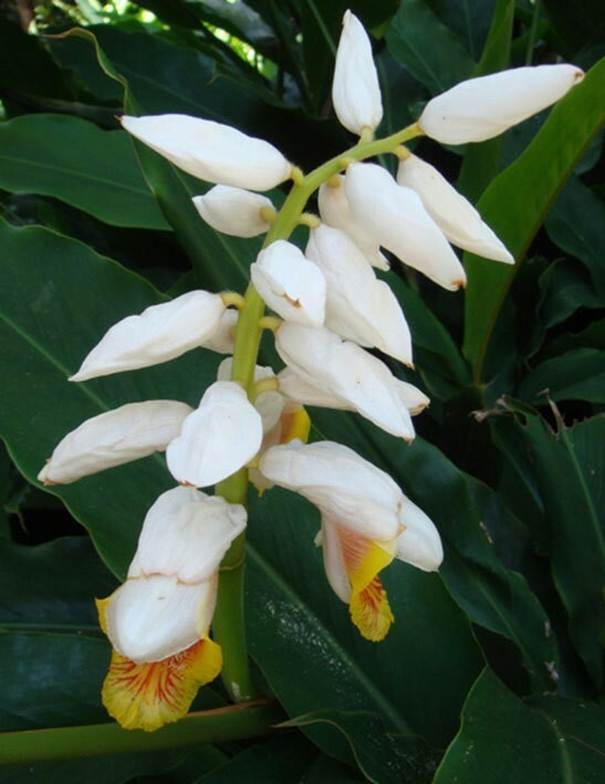 MX Alpinia Mutica Small Shell Ginger False Cardamom 5 Seeds Bulk Seed ...