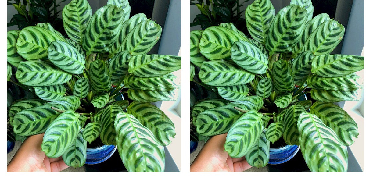 6" Pot, Calathea Burle Marx, Live Fishbone Prayer Plant (Ctenanthe ...