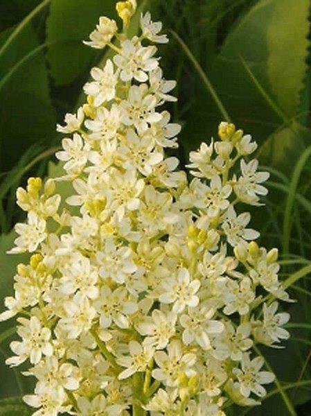Melanthium Virginicum Bunch Flower 20 Seeds Fresh For Garden - Plants ...