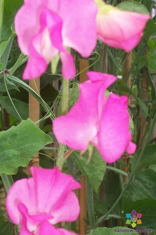 50+ Elegance Rose Sweet Pea Seeds - Seeds & Bulbs