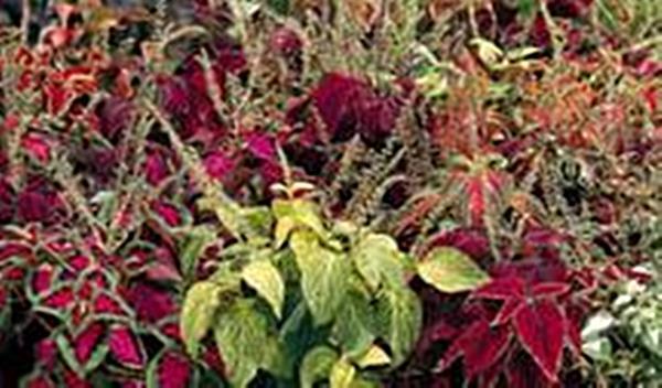 SMX Coleus Giant Exhibition Series Mix Seeds Indoor Gardening - Seeds ...